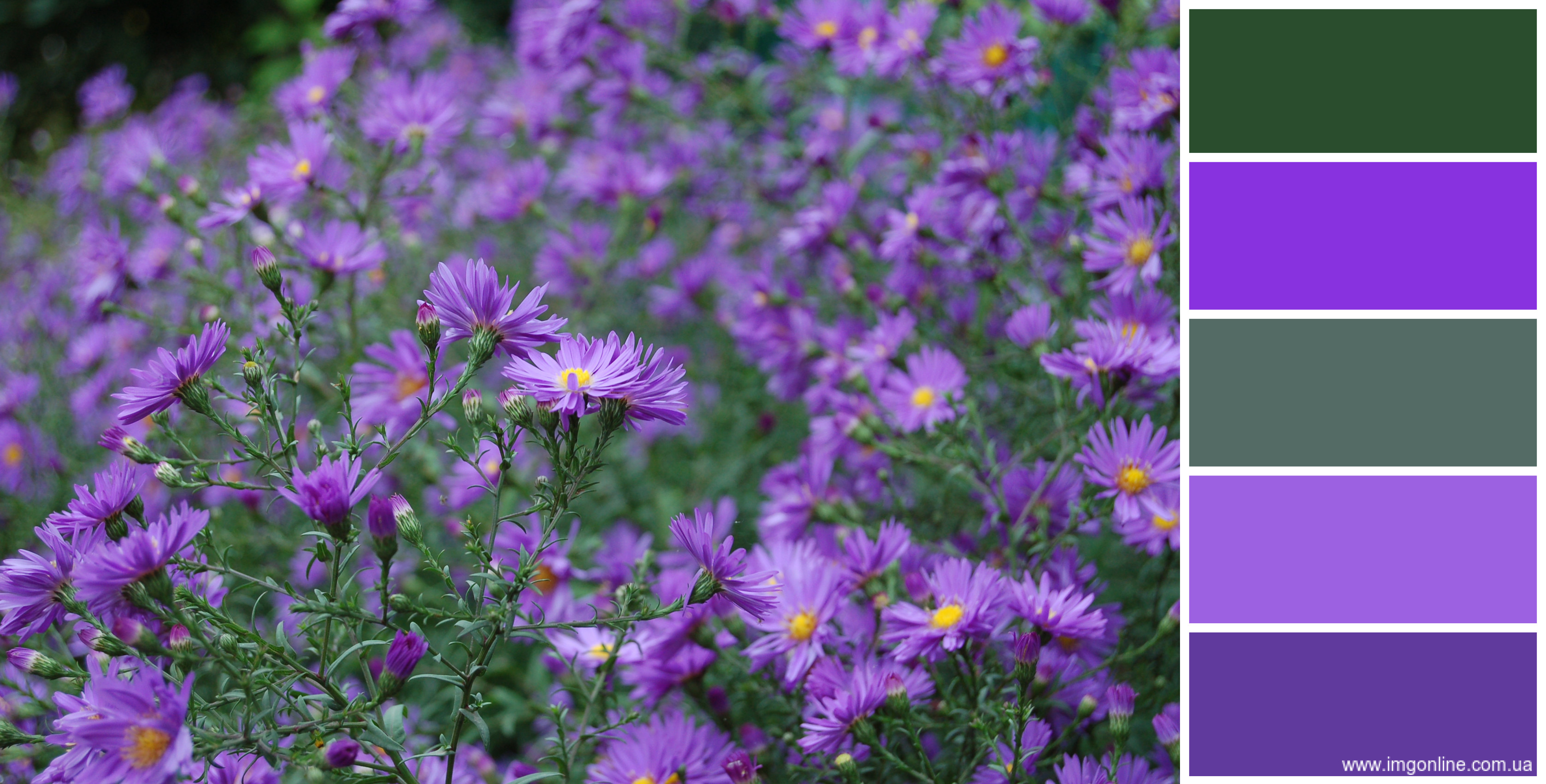 Get Dominant Colors Of Image Online IMG Online